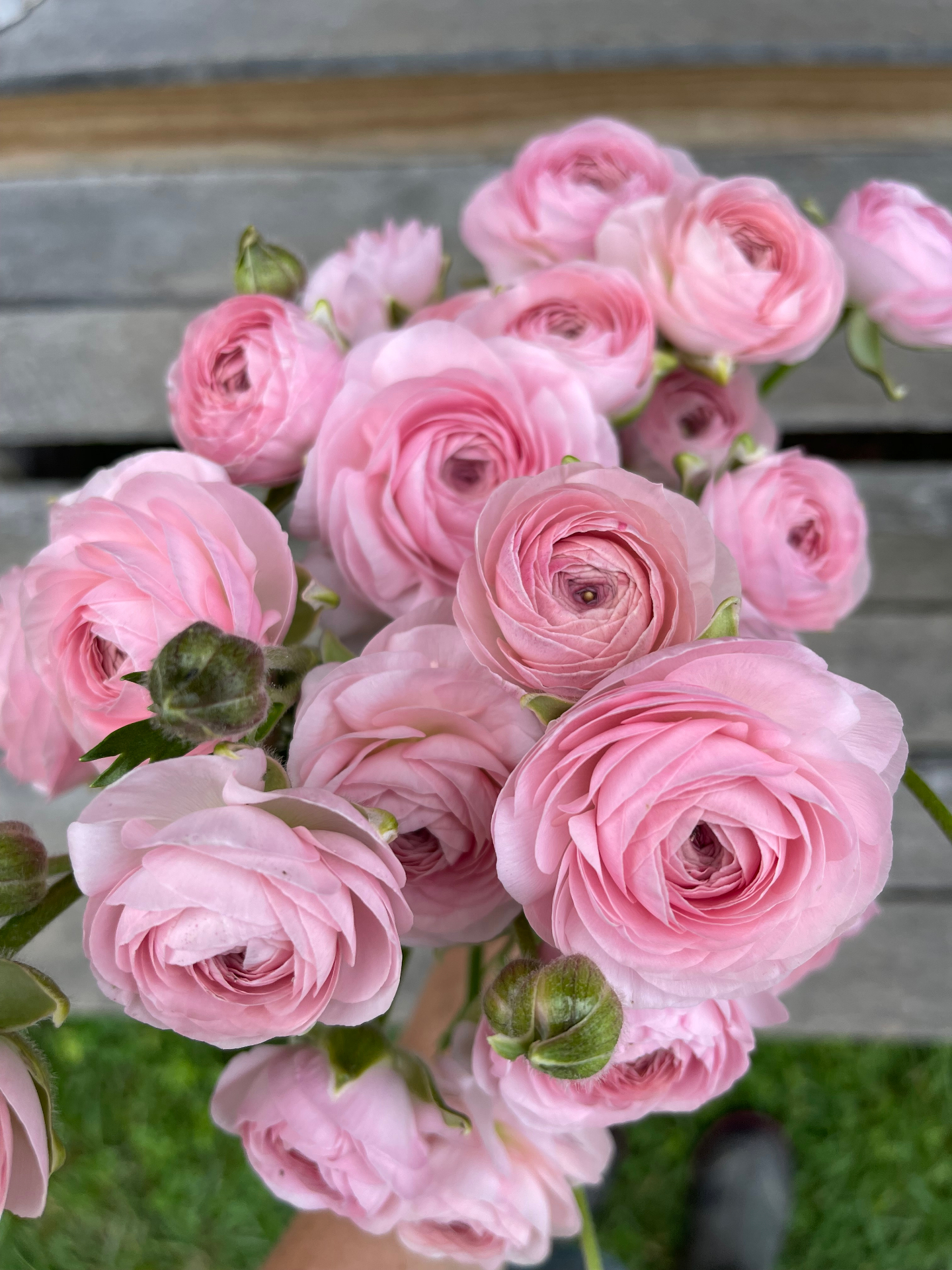 Garden-Grown Flowers from Our Charlottesville Farm | Spring Creek Blooms